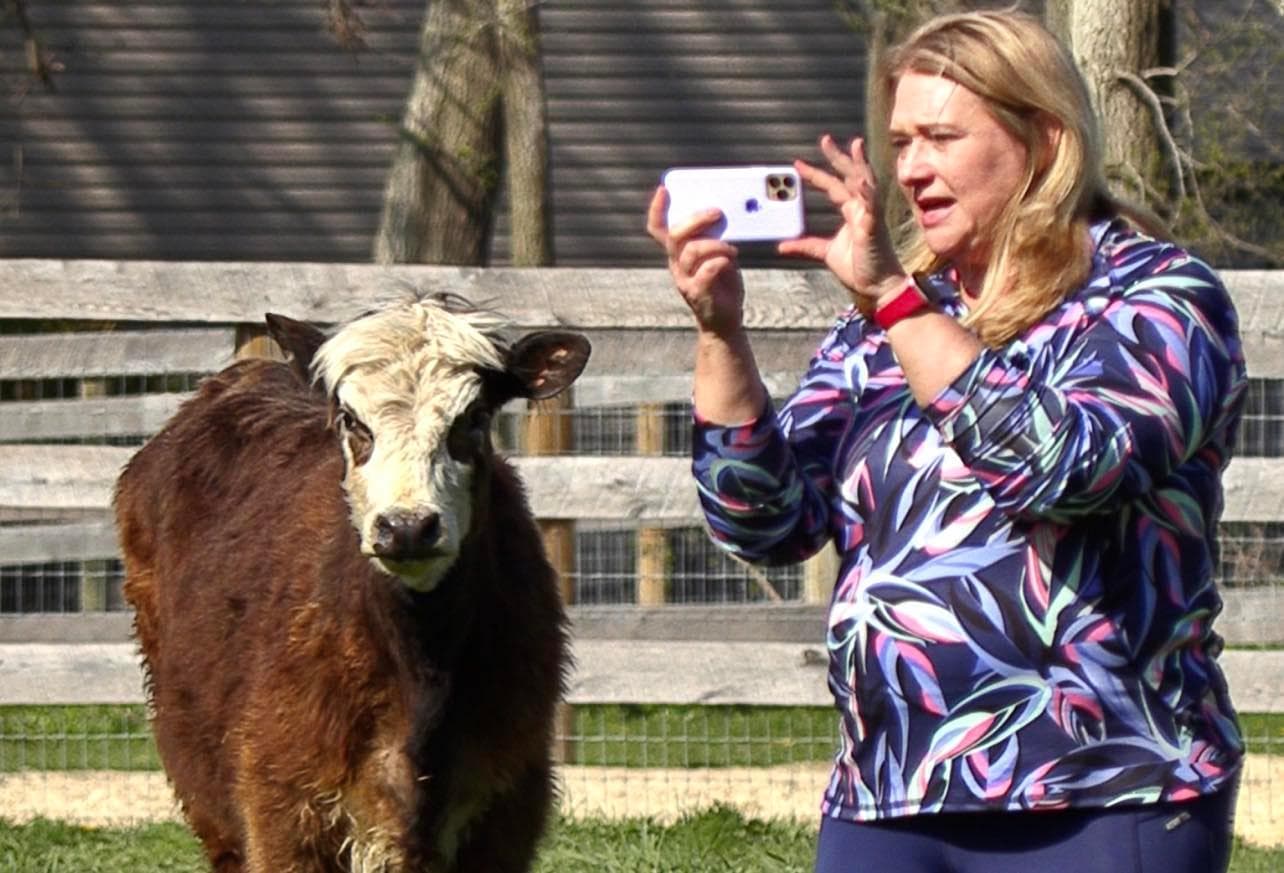 Humane society in Woodstock announces name for cow that was captured ...