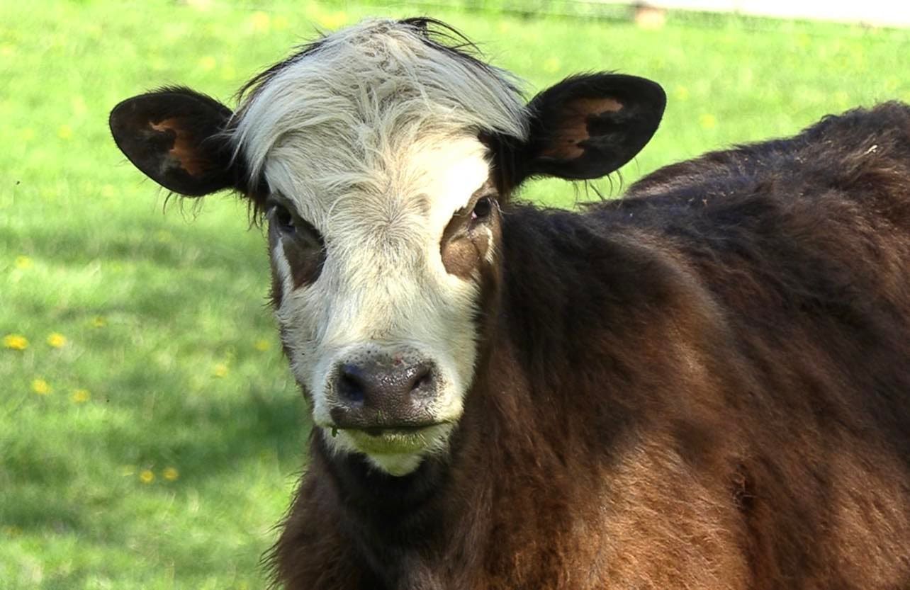 Humane society in Woodstock announces name for cow that was captured ...