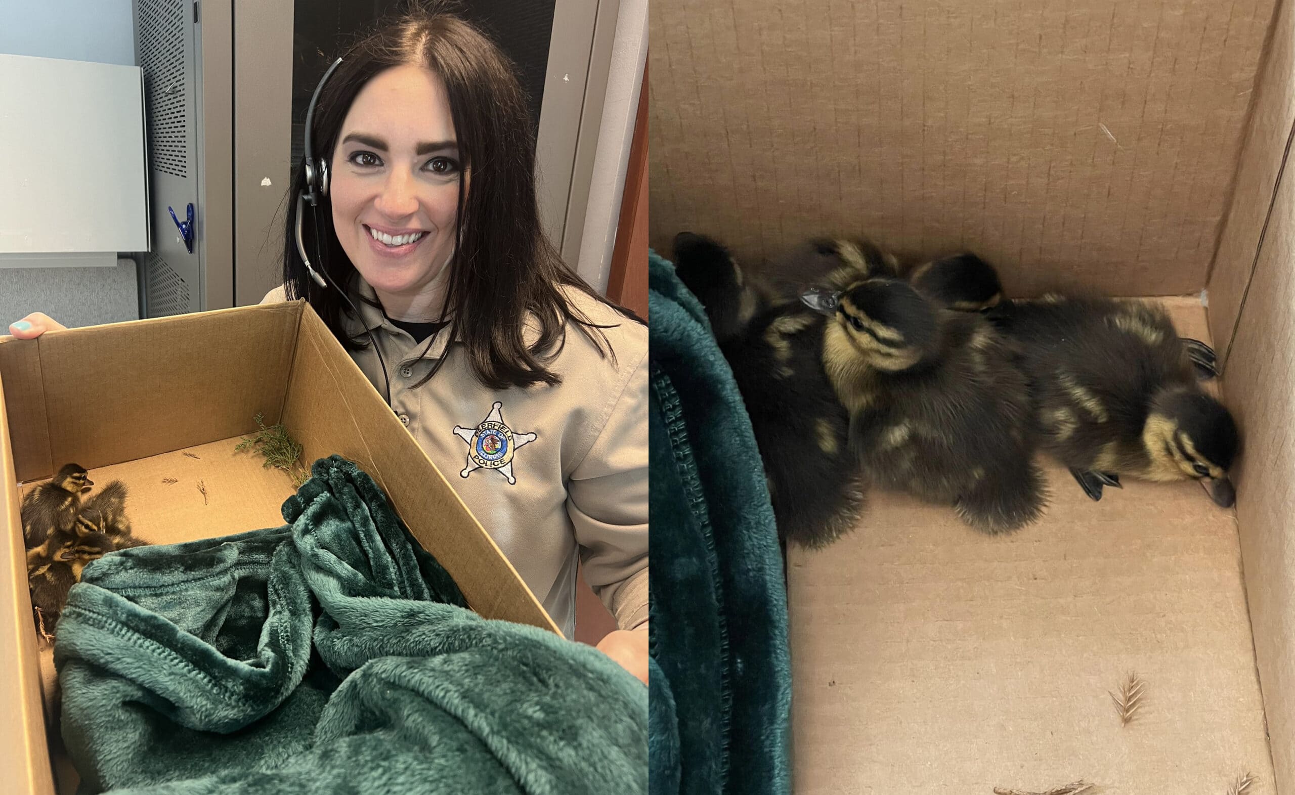 Good Samaritan rescues baby ducks after their mother was struck by ...