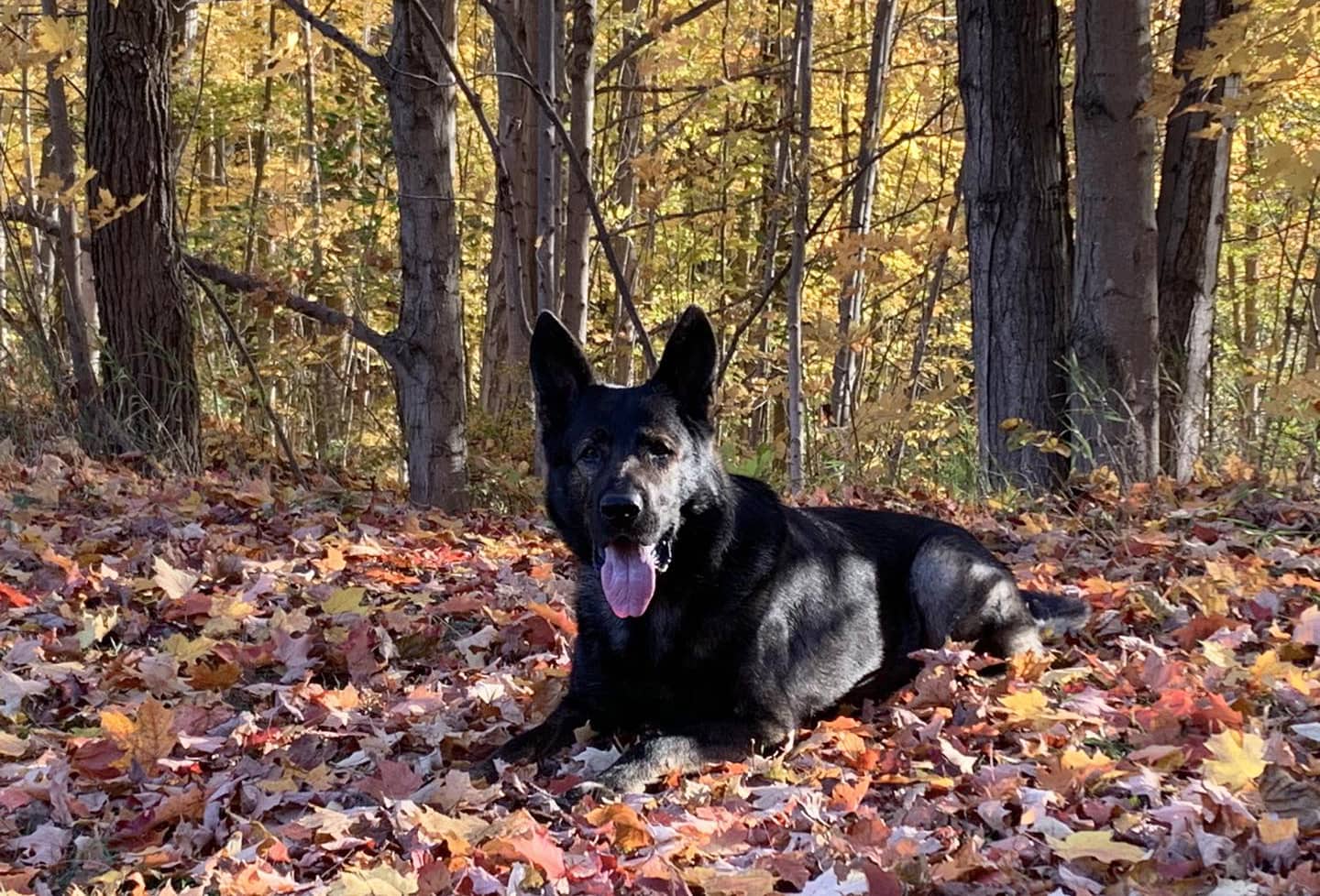 'Dax does it again': Lake County Sheriff's Canine Dax awarded '2023 ...