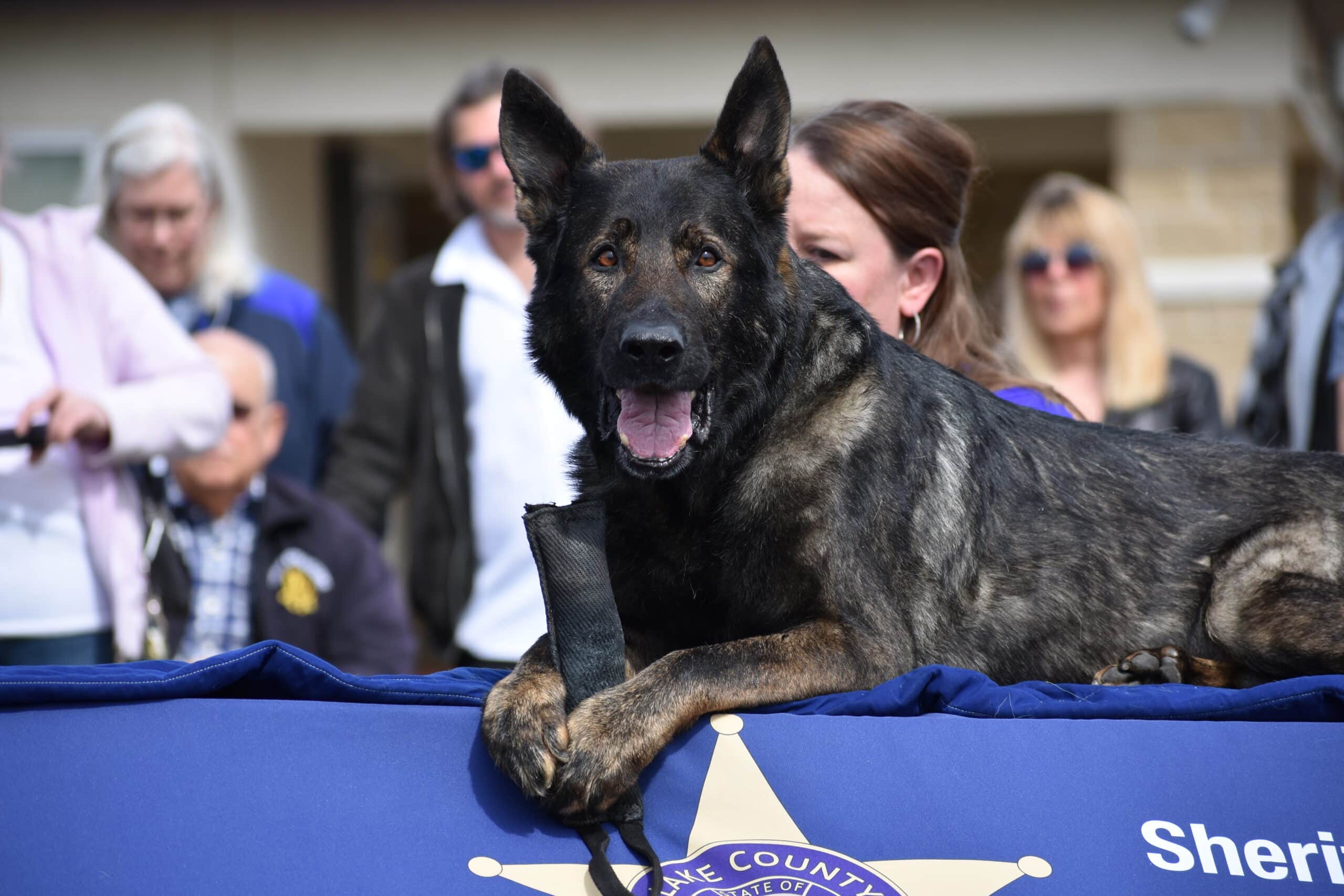 Lake County Sheriff's Office hints at canine-related announcement ...