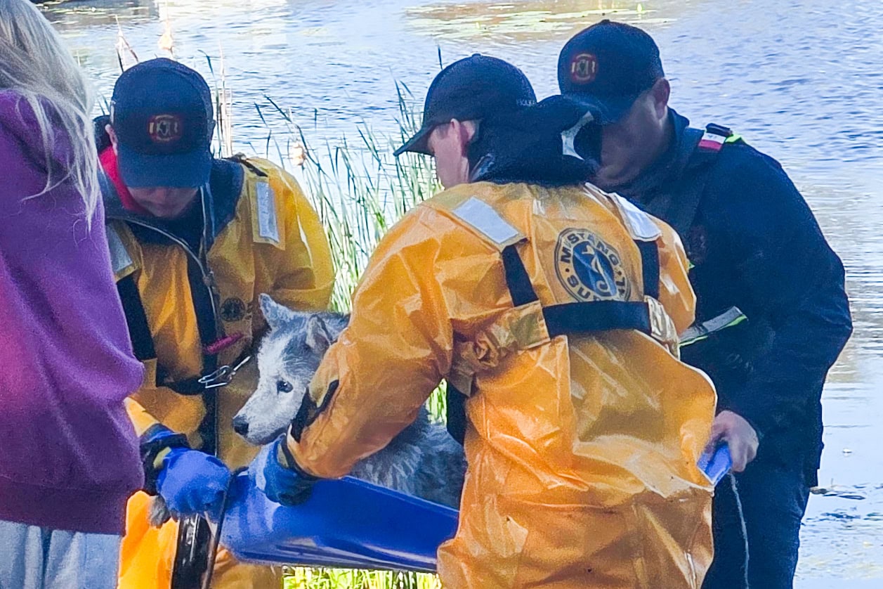'Exceptional teamwork': Firefighters, police officers rescue dog ...